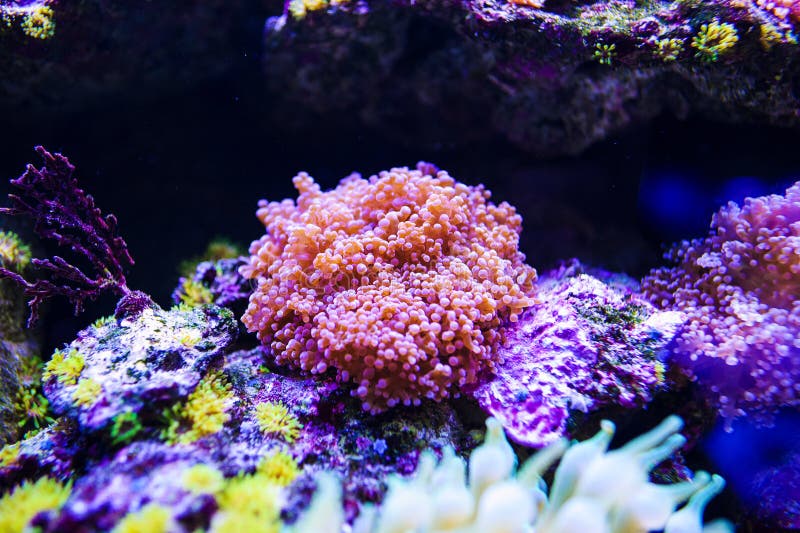 Korallrev fotografering för bildbyråer. Bild av härlig - 163289945