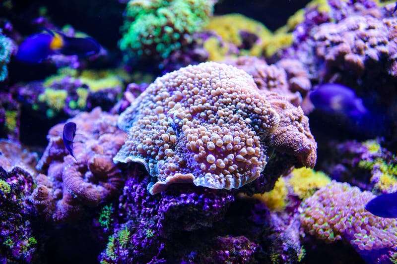 Korallrev arkivfoto. Bild av koraller, äventyr, fiskar - 163408868