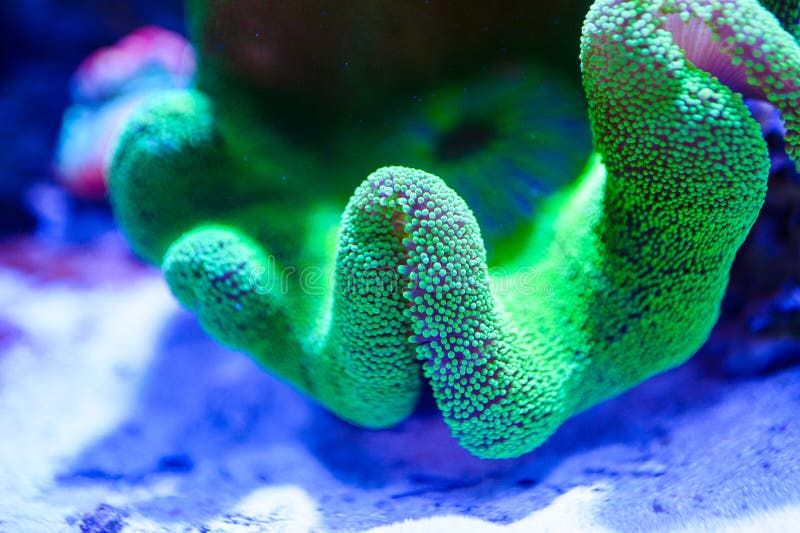 Korallrev arkivfoto. Bild av angus - 163408844