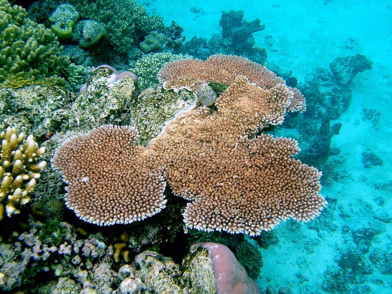 Korall fotografering för bildbyråer. Bild av closeup - 40528403