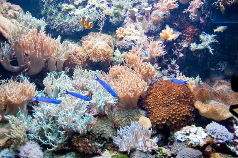 Korallrev fotografering för bildbyråer. Bild av vatten - 33159061