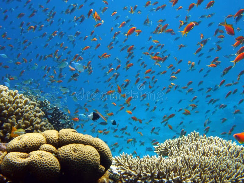 Korallrev arkivfoto. Bild av djurliv, färgrikt, vatten - 3834618