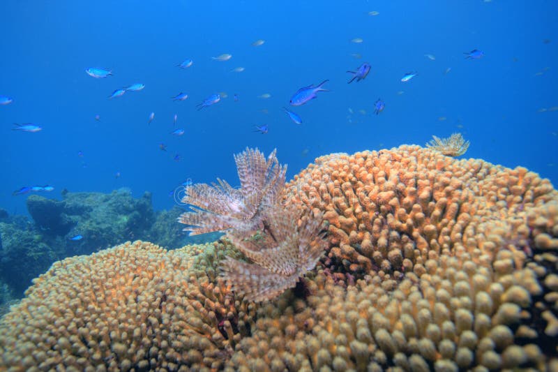 Korallrev arkivfoto. Bild av djurliv, färgrikt, vatten - 3834618