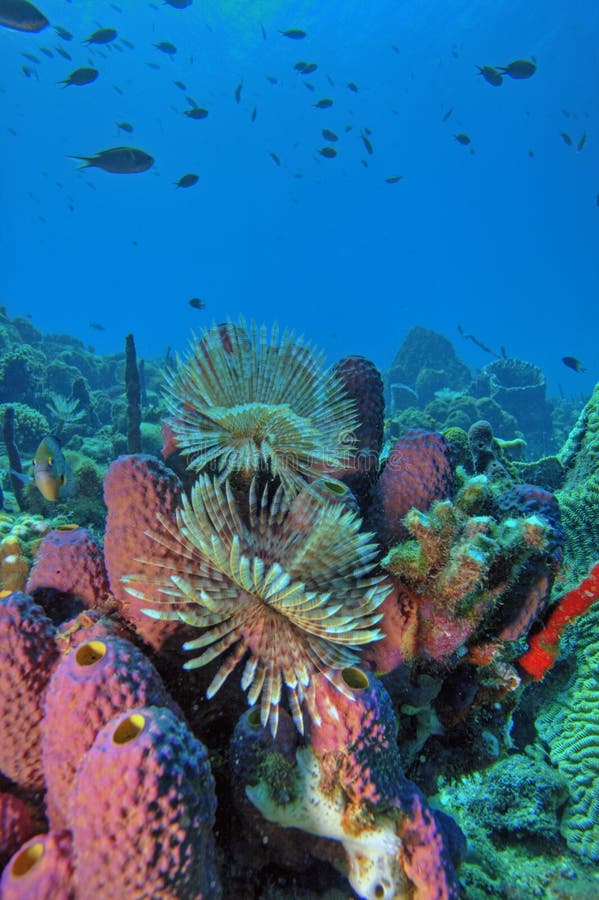 Korallrev arkivfoto. Bild av natur, fotografi, anhydrous - 13726344