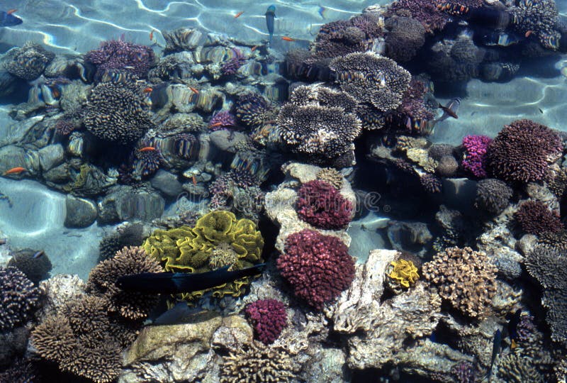 Korallrev arkivfoto. Bild av tydlig, indier, tropiskt, livstid - 81756