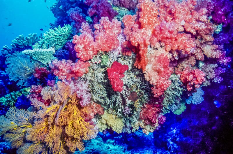 Korallrev Fiji South Pacific Fotografering för Bildbyråer - Bild av ...