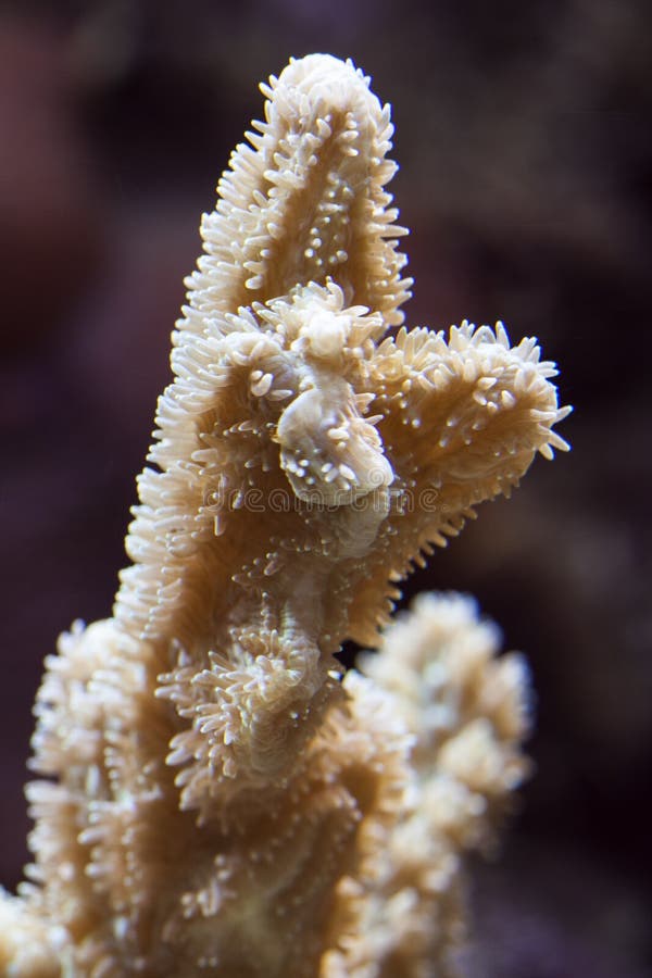 Koralowy polip zdjęcie stock. Obraz złożonej z egzot - 29491532