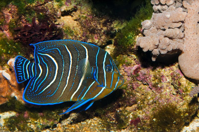 Koran Angelfish in Aquarium Stock Photo - Image of halfcircled ...