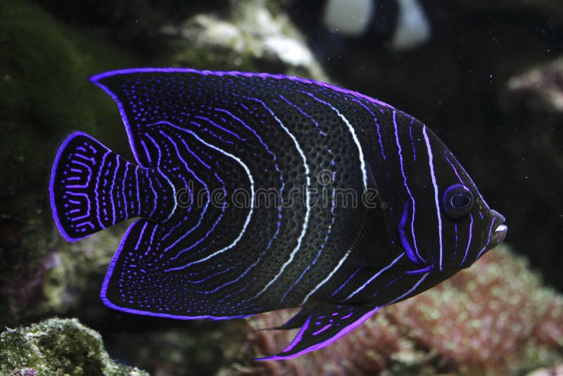 Koran angelfish stock image. Image of wild, aqua, angelfish - 12368227