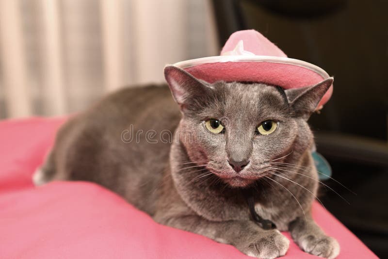 Korat-Katze mit rosa Hut stockfoto. Bild von ausdruck - 79755234