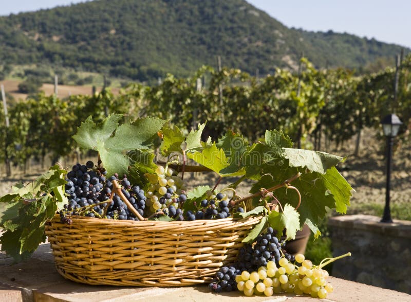 Korb der Trauben stockbild. Bild von rebe, leute, grün - 6680327