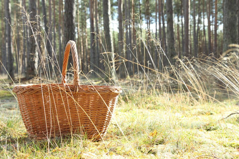 Korb im Wald stockfoto. Bild von gras, wald, korb, nave - 29046528