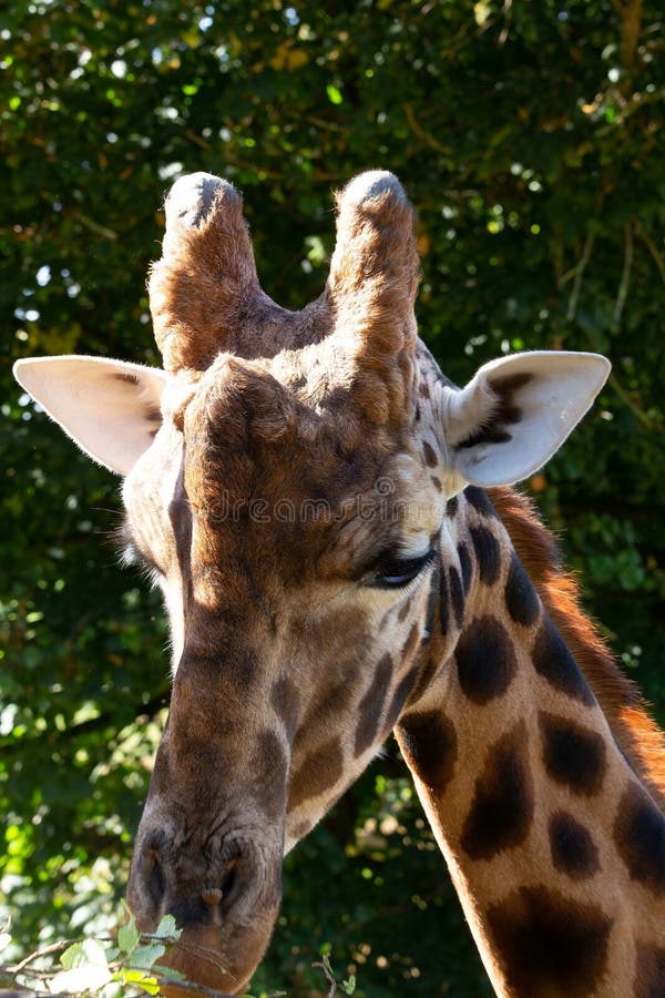 Kordofan Giraffe Eating Leaves from the Tree at the Park, Vertical ...
