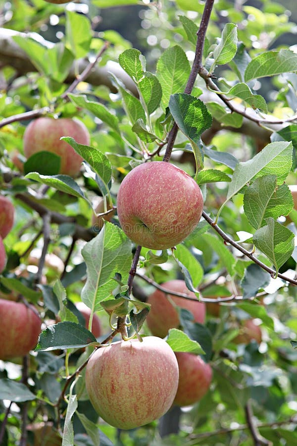 Korea apple orchard stock photo. Image of autumn, orchard - 208128284