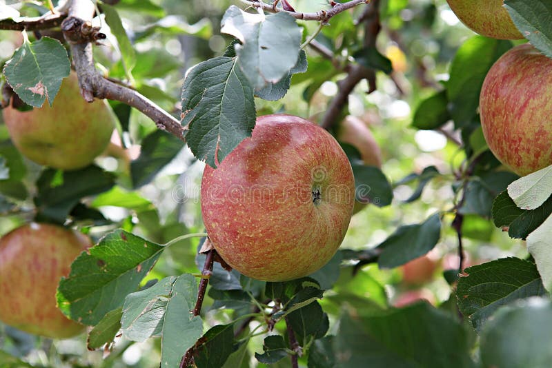 Korea apple orchard stock photo. Image of food, orchard - 208128322