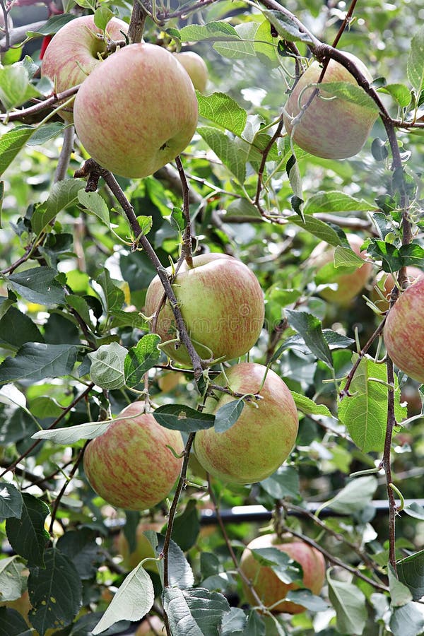 Korea apple orchard stock image. Image of orchard, scenery - 208128359