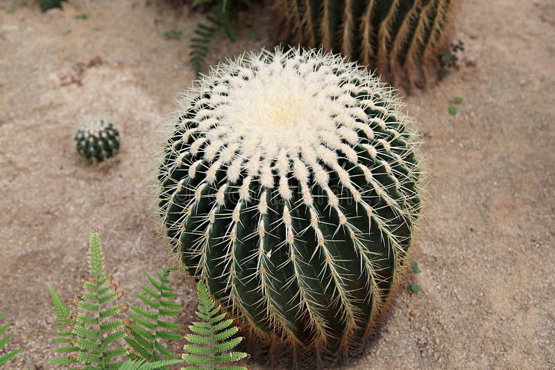 Korea botanical garden stock photo. Image of secculentplants - 208233116