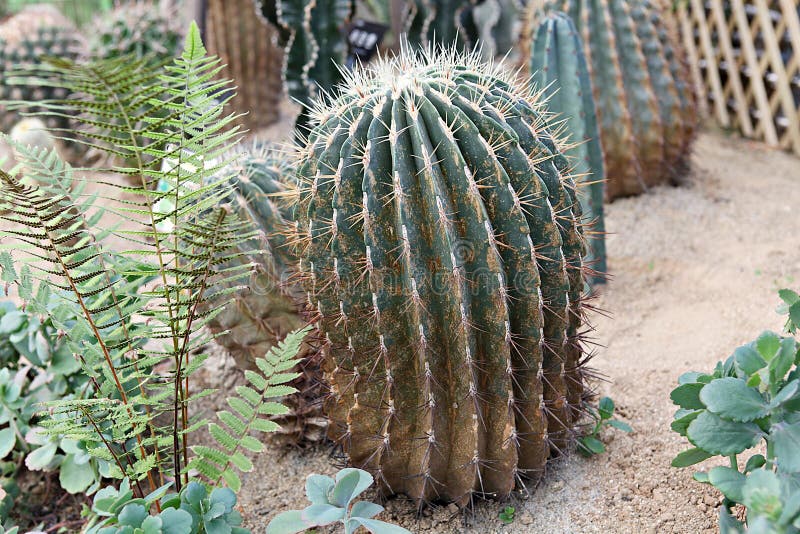 Korea botanical garden stock image. Image of garden - 208233247