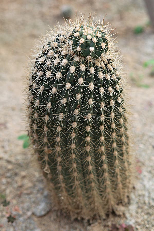 Korea botanical garden stock image. Image of tropicalplants - 208233365