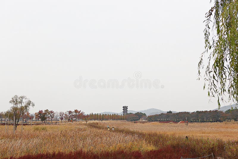 Korea ecological park editorial photography. Image of nature - 216207917