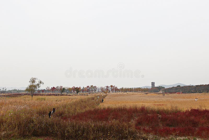 Korea ecological park editorial image. Image of plants - 216207935