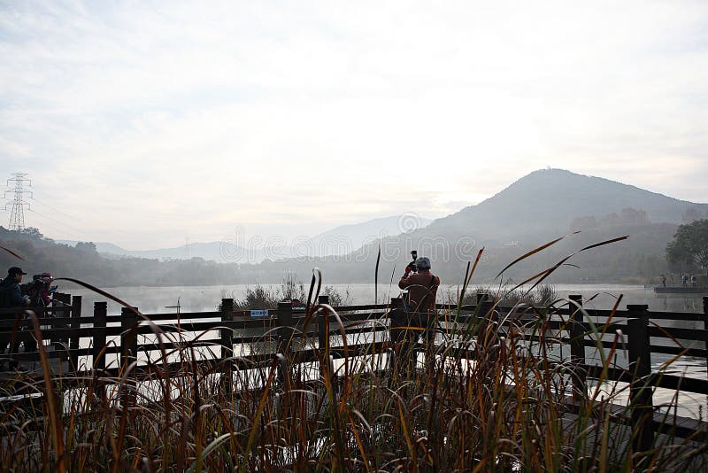 Korea ecological park editorial photography. Image of reeds - 216208642