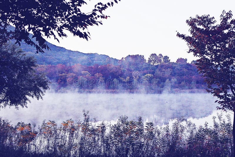 Korea ecological park editorial photography. Image of reeds - 216296207