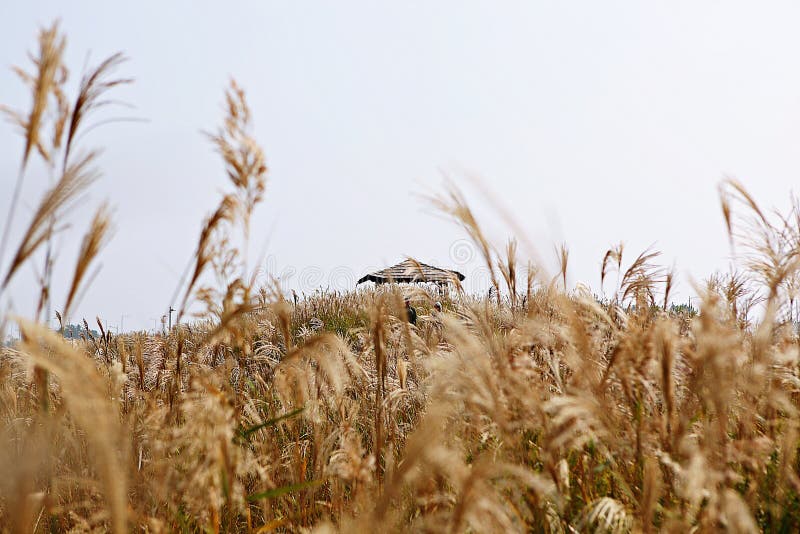 Korea ecological park stock image. Image of reeds, park - 216320773