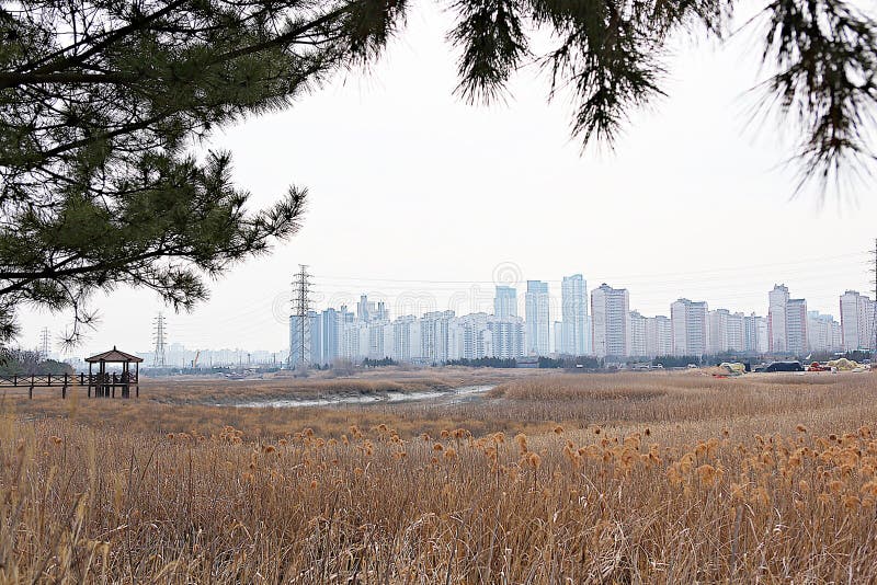 Korea ecological park editorial stock image. Image of green - 210741054