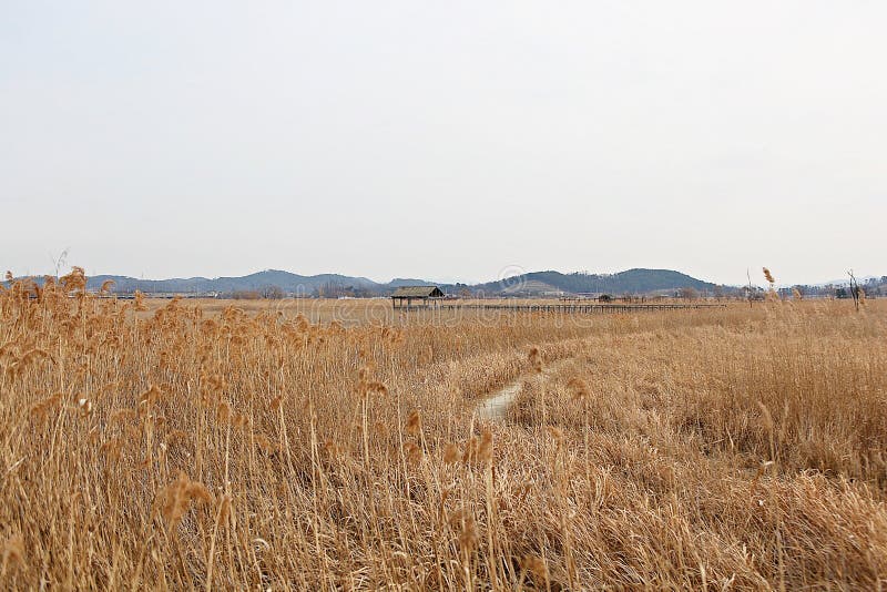 Korea ecological park stock image. Image of ecological - 210741141