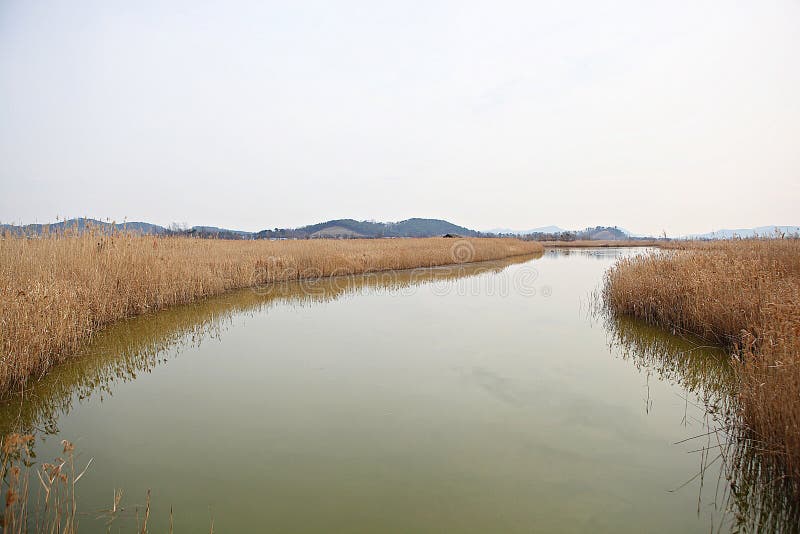 Korea ecological park stock image. Image of wetland - 210741255