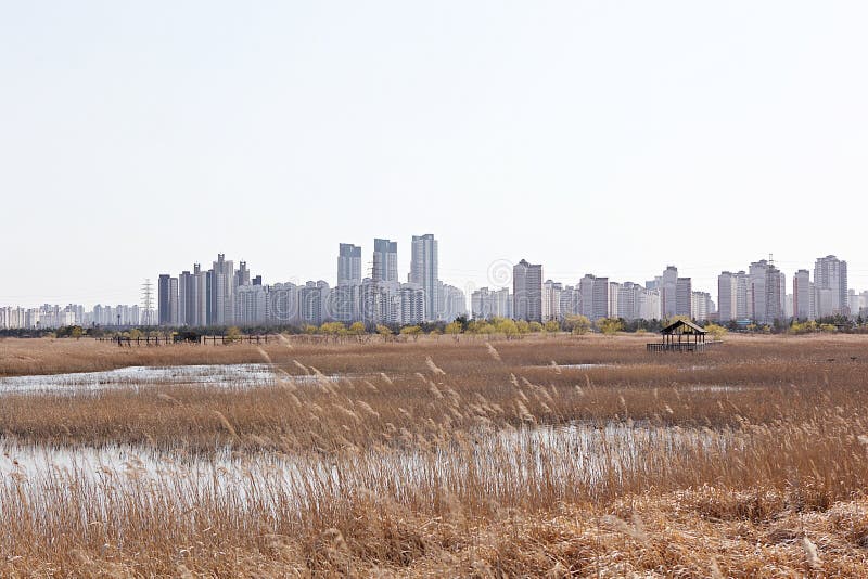 Korea ecological park editorial photography. Image of green - 210741617