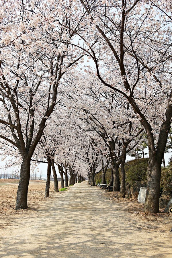 Korea ecological park editorial image. Image of salt - 210741895