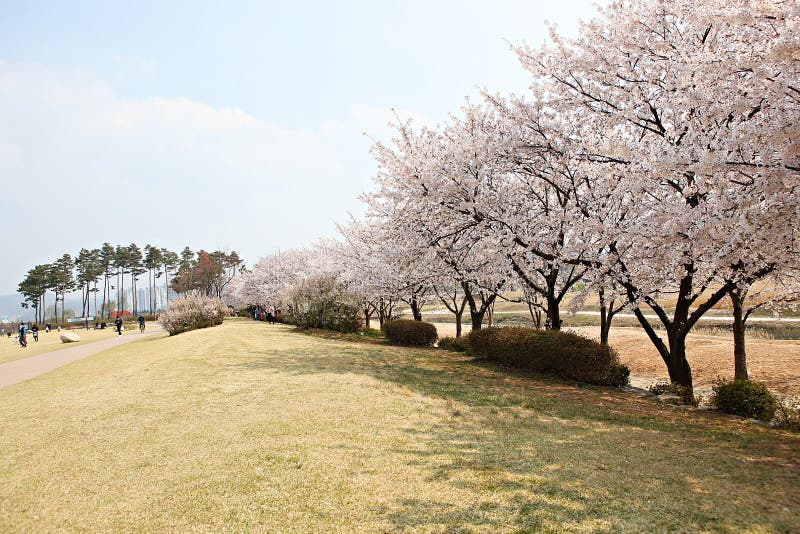 Korea ecological park editorial stock image. Image of forest - 210741919