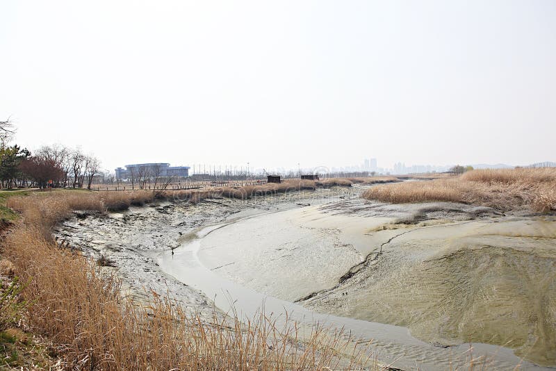 Korea ecological park editorial stock photo. Image of salt - 210742008