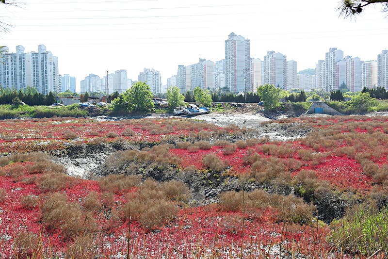 Korea ecological park stock image. Image of korea, plants - 209088265