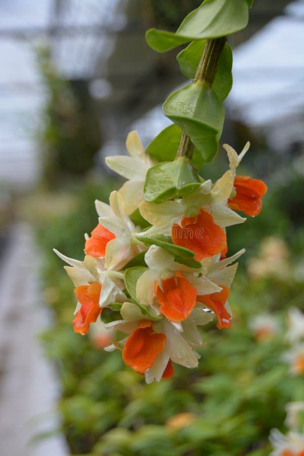 Korea flower stock image. Image of destination, tourist - 81602489