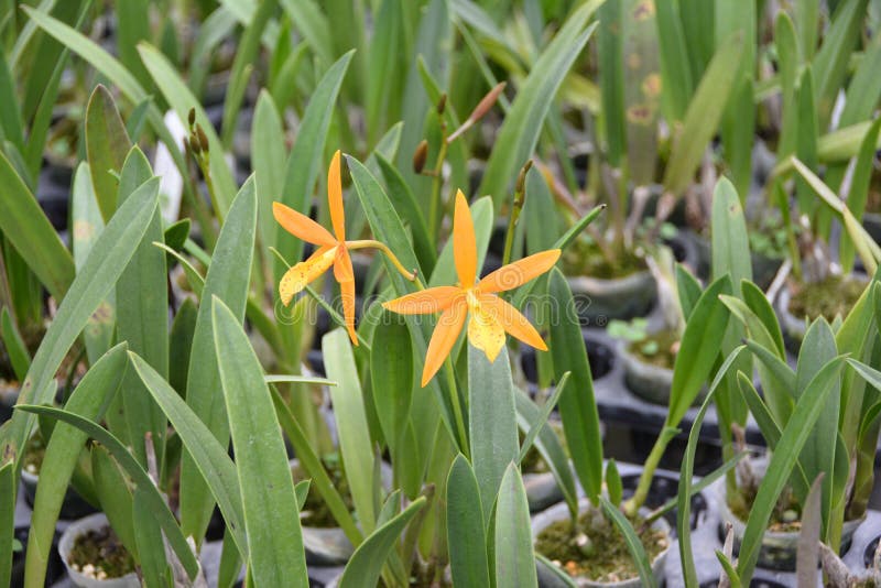 Korea flower stock image. Image of indoors, destination - 81602549