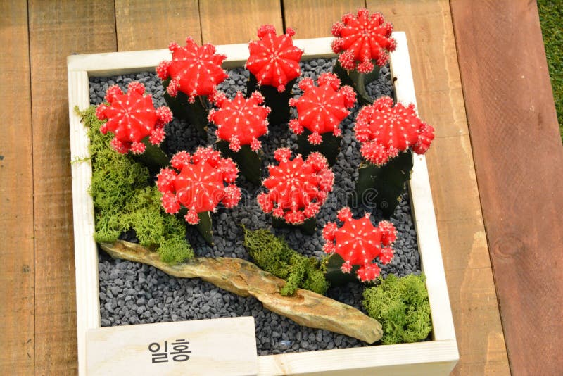 Korea stock image. Image of asia, pollen, stool, plant - 81575423