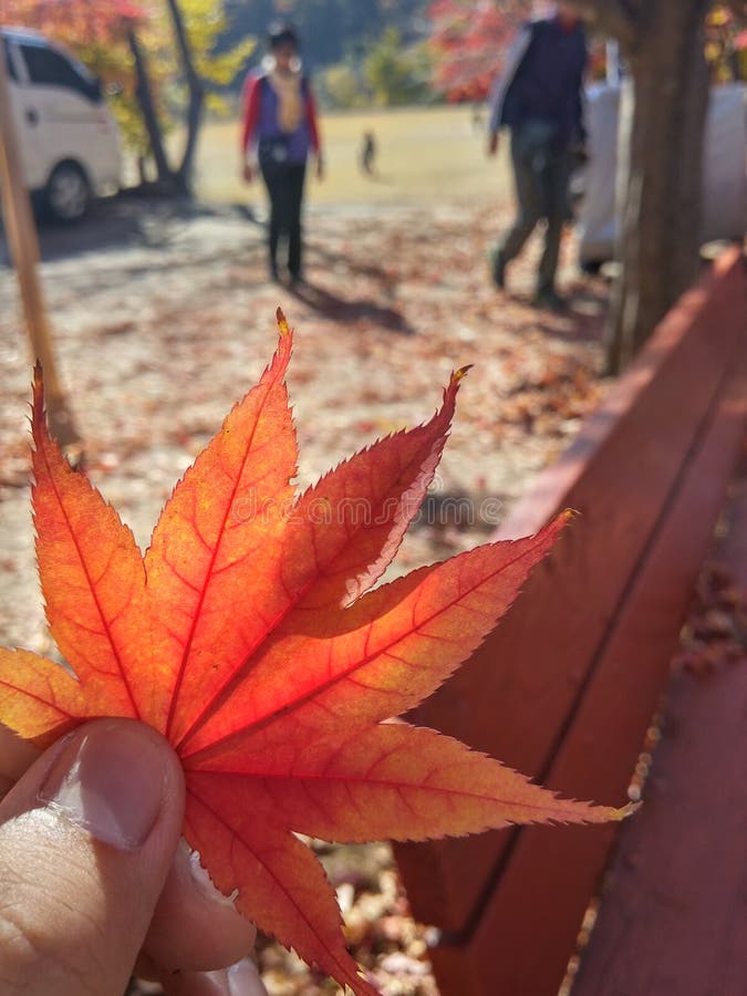 Korean autumn stock image. Image of korean, autumn, leaves - 49956749