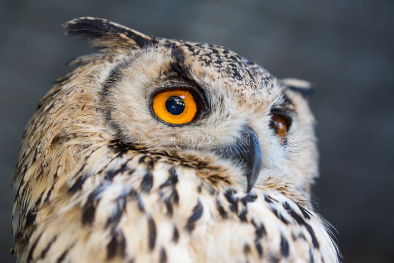 Korean Eagle Owl Stock Photos - Free & Royalty-Free Stock Photos from ...