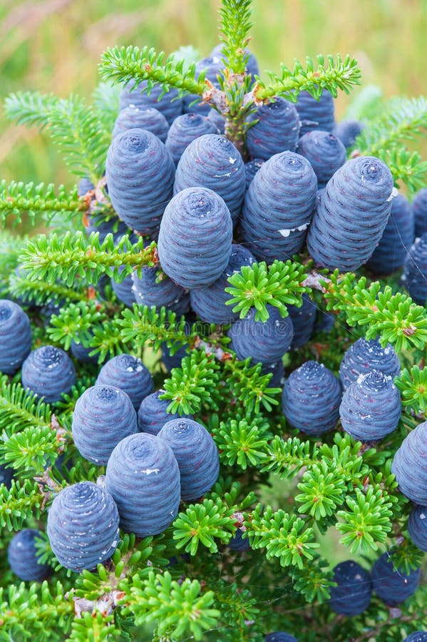 Korean Fir Tree Abies Koreana Blue Cones Stock Photo - Image of cone ...
