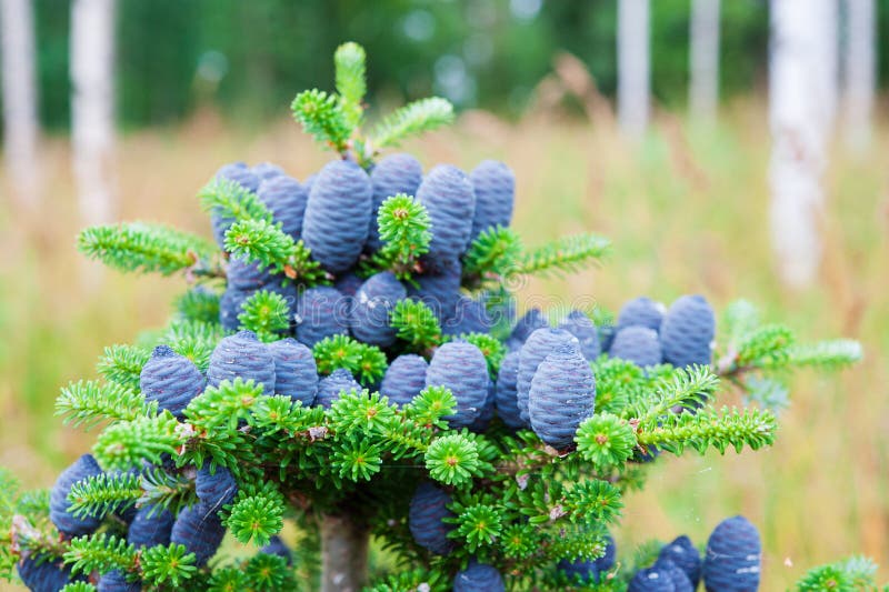 Korean Fir Tree Abies Koreana Blue Cones Stock Photo - Image of cone ...