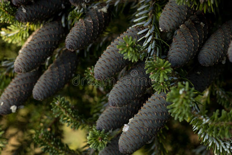 Korean Fir Tree (Abies Koreana) Branches and Cones Stock Image - Image ...