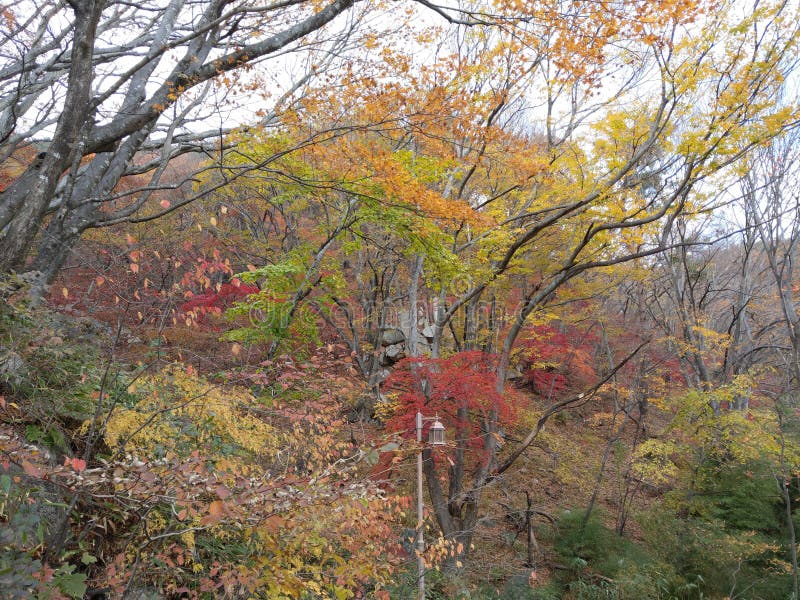 Korean Forest in Autumn Fall Stock Image - Image of leaf, colour: 206040729