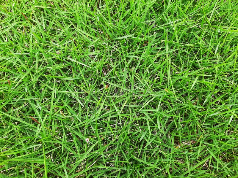 Korean Lawn Grass Zoysia Japonica Green Grass Background Stock Image Image Of Grassland