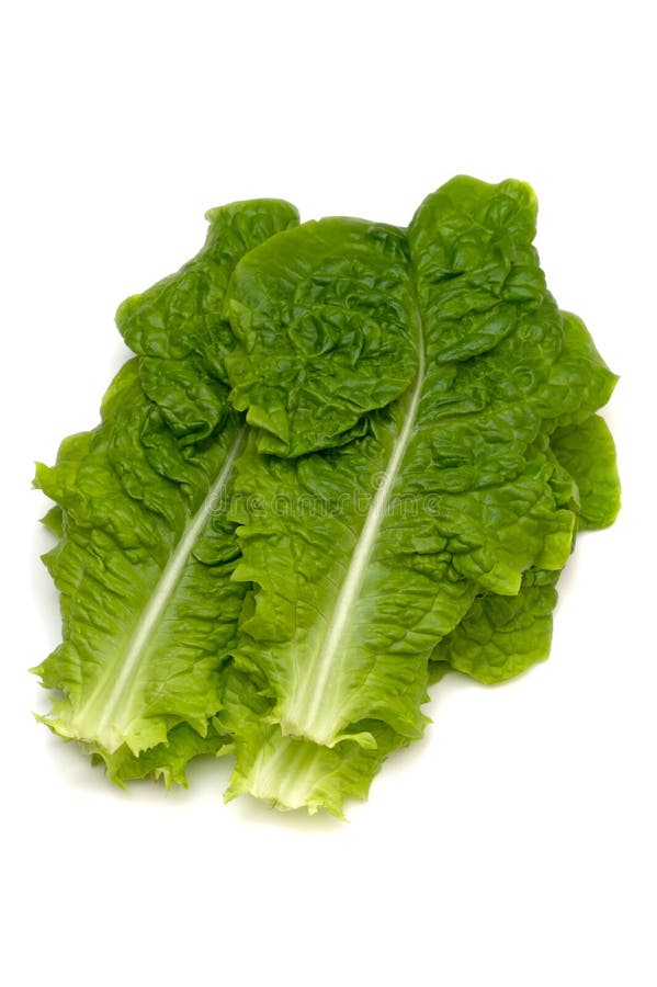 Korean Lettuce-Lactuca Sativa Stock Image - Image of sanchu, organic ...