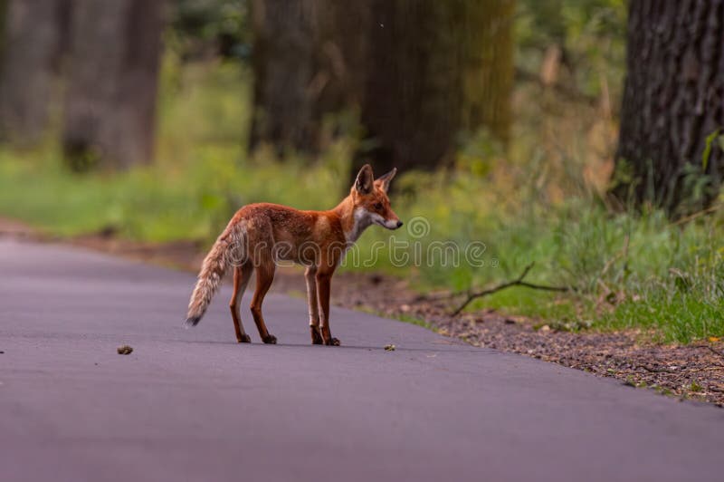 Korean Red Fox Standing on a Paved Path in a Forest, Surrounded by ...