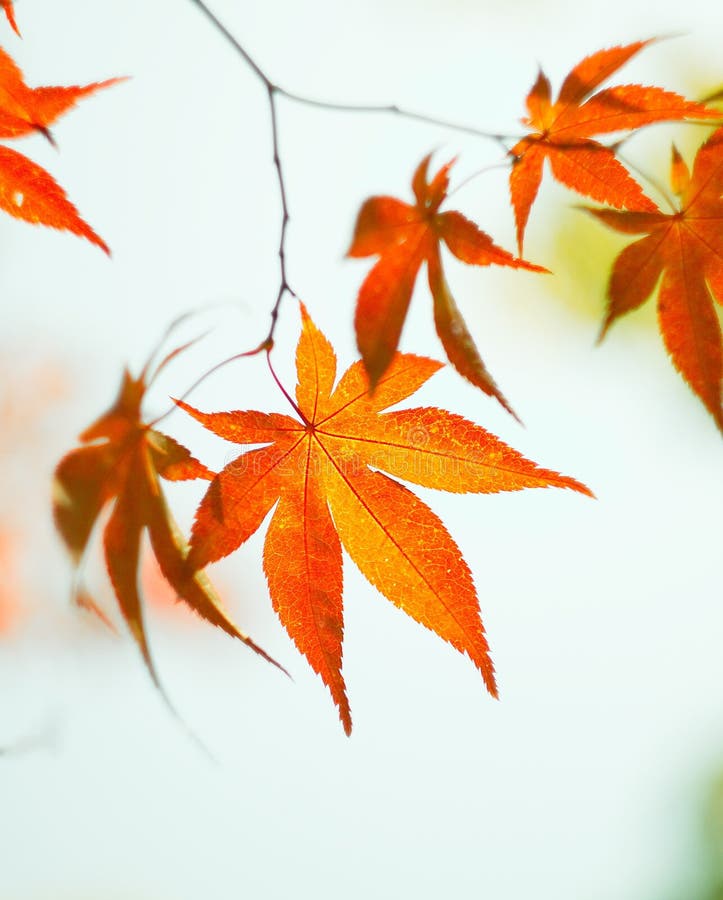 Korean red maple leaves stock image. Image of background - 47233083
