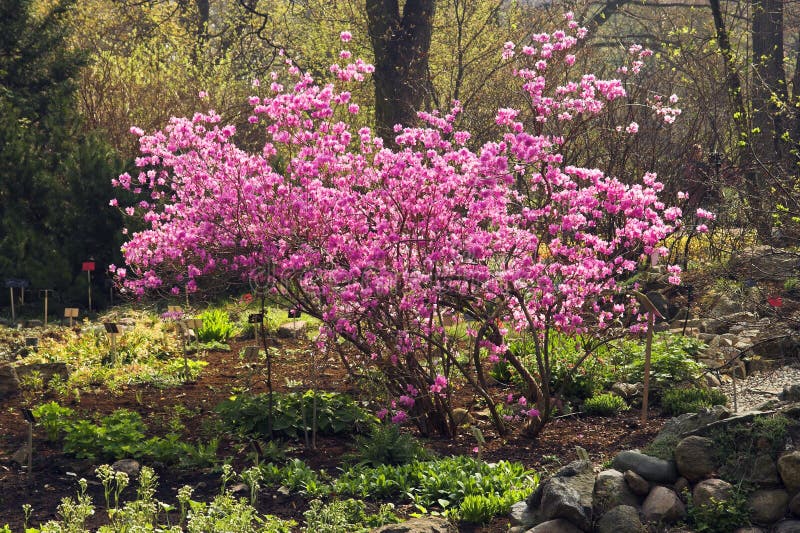 Korean Rhododendron stock photo. Image of growth, flowering - 720144